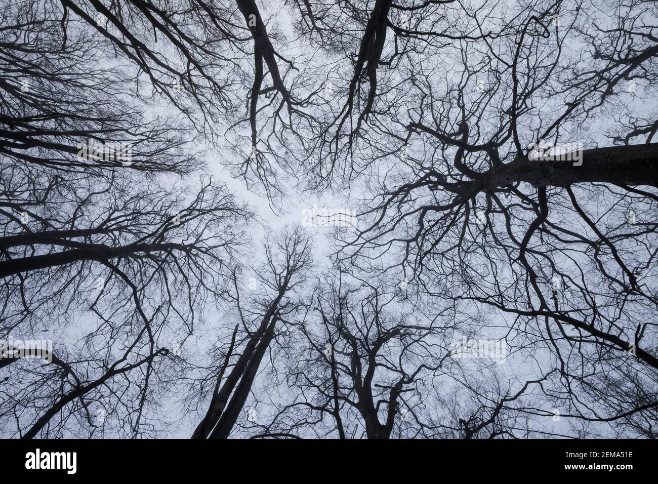 Graphical form hi-res stock photography and images - Alamy