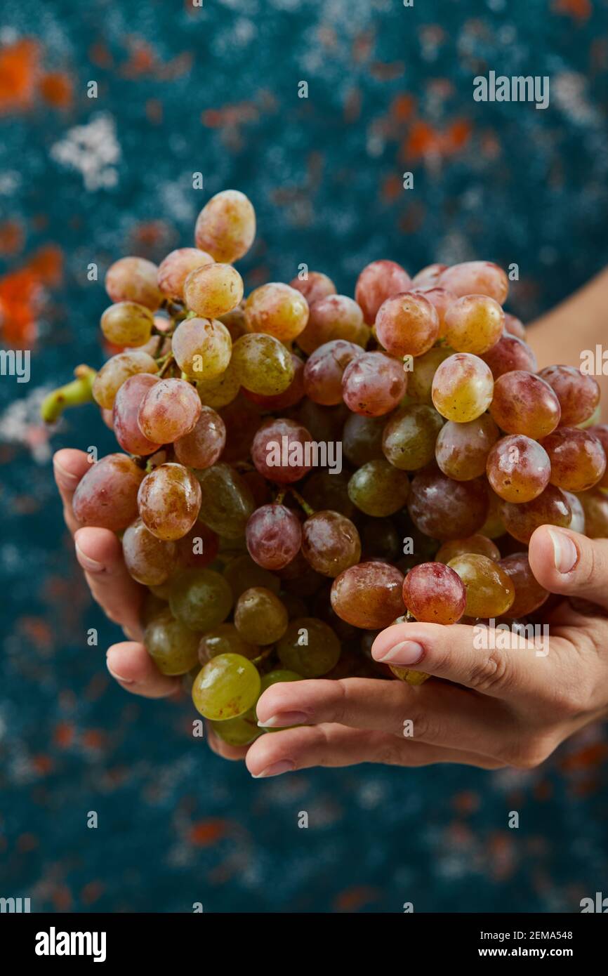 Fresh red grapes in hand on blue background Stock Photo - Alamy
