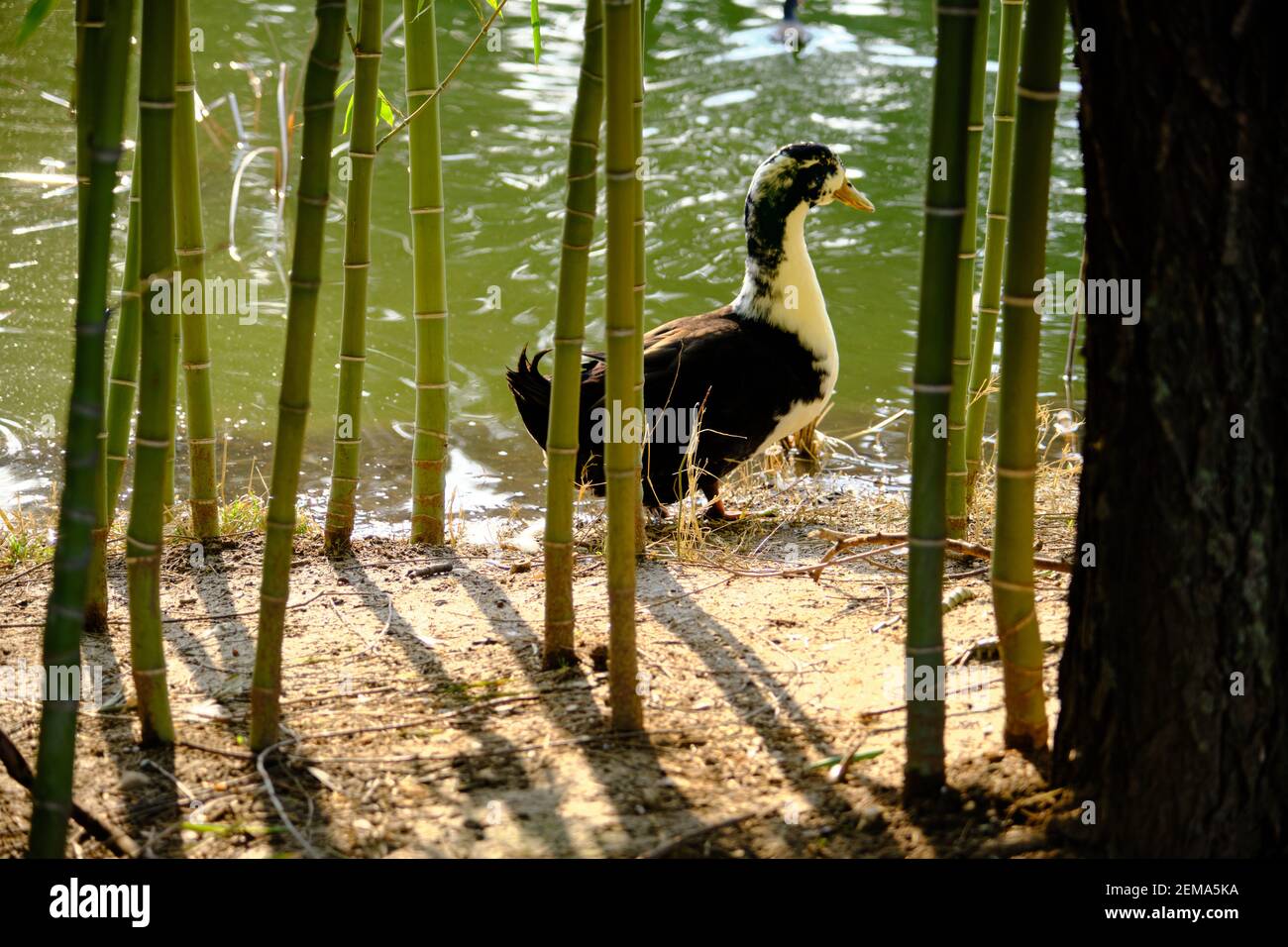 Colorful duck behind the bamboo branches. Duck standing on shore of the ...