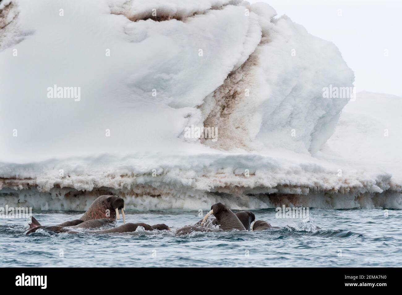 Atlantic Walruses Odobenus Rosmarus Vibebukta Austfonna Nordaustlandet Svalbard Islands