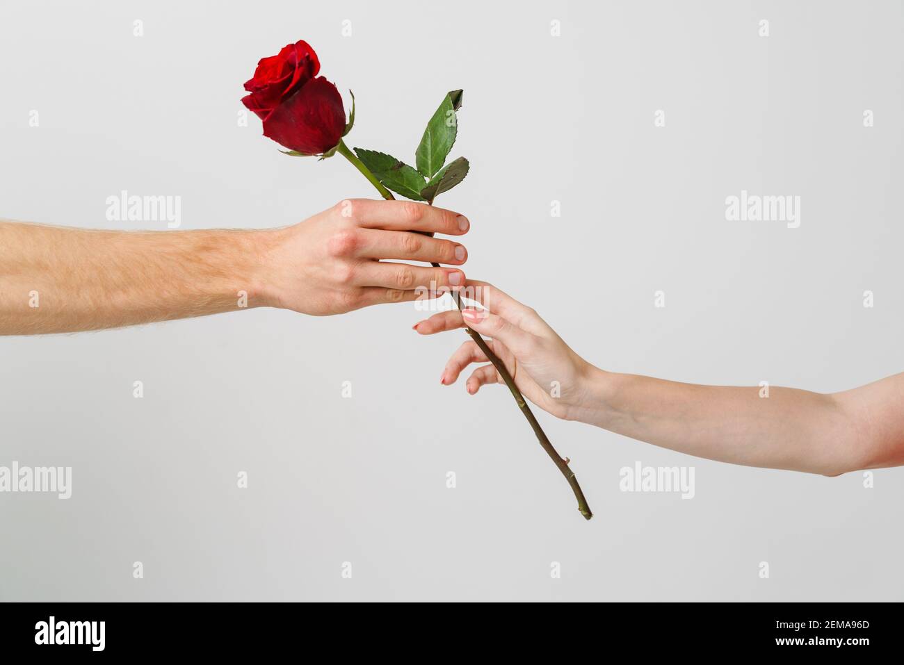 Two hands with red rose isolated over white background Stock Photo - Alamy