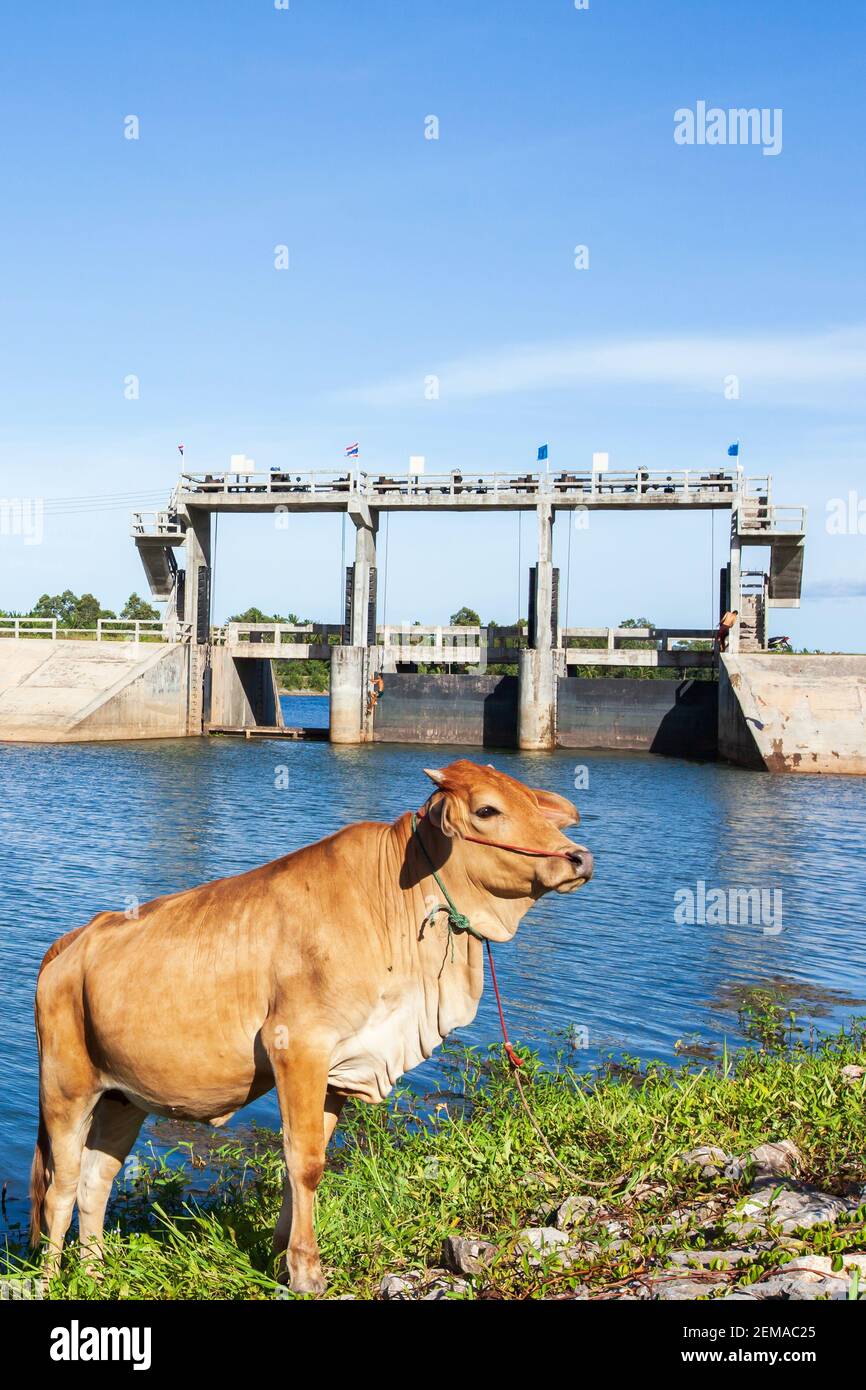 Brown cow feeding in front of a concrete spillway on a hot summer day ...