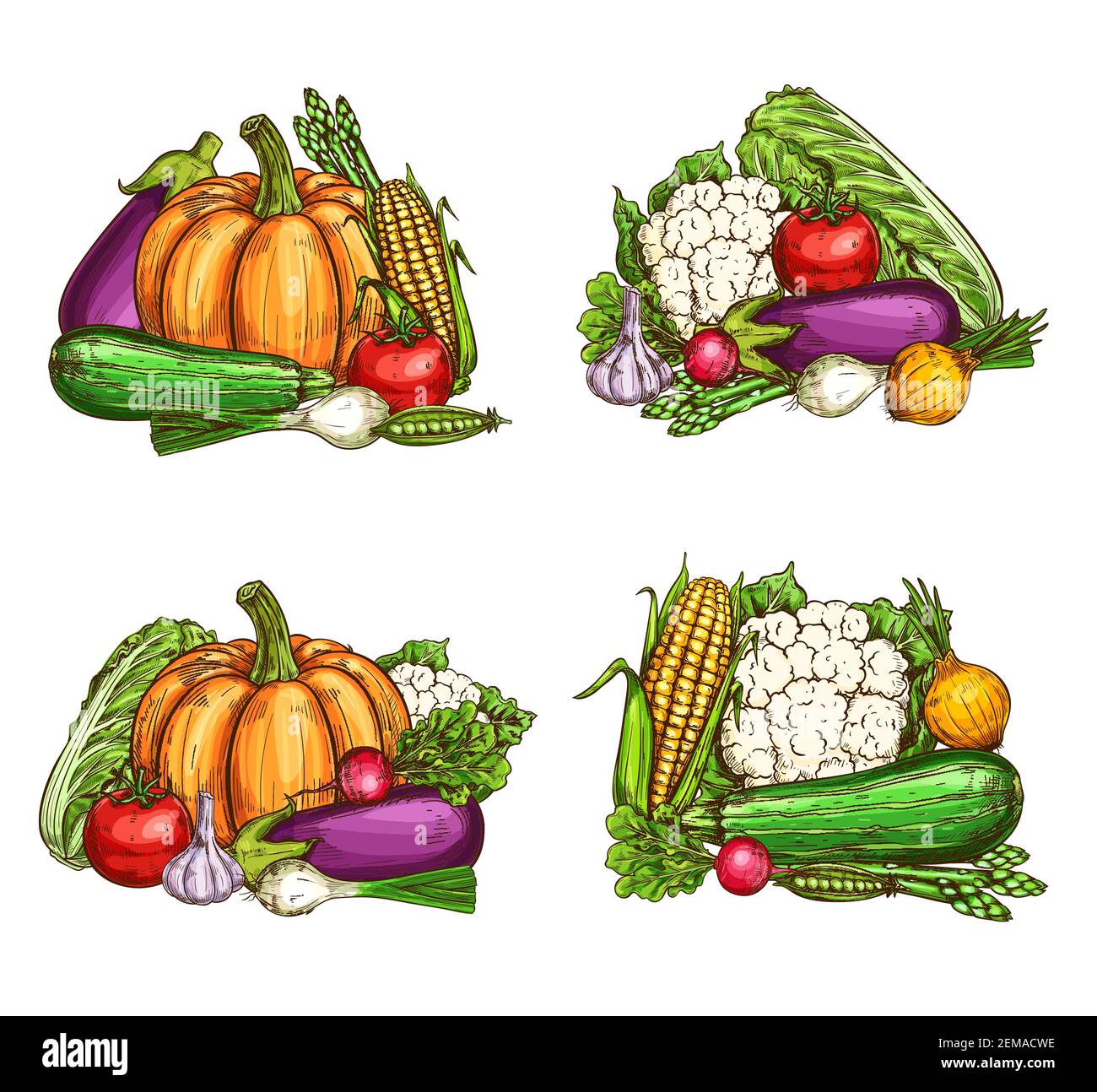 Vegetables, healthy vegetarian food, farm vector veggies. Natural ...