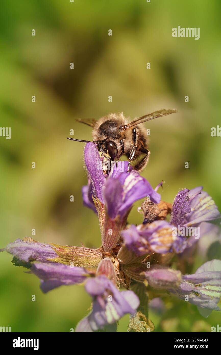 Hairy footed flower bee male hi-res stock photography and images - Alamy