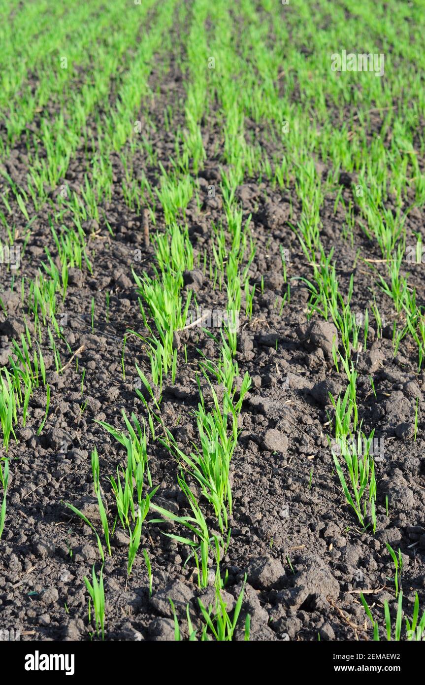 Barley Weeds High Resolution Stock Photography and Images - Alamy