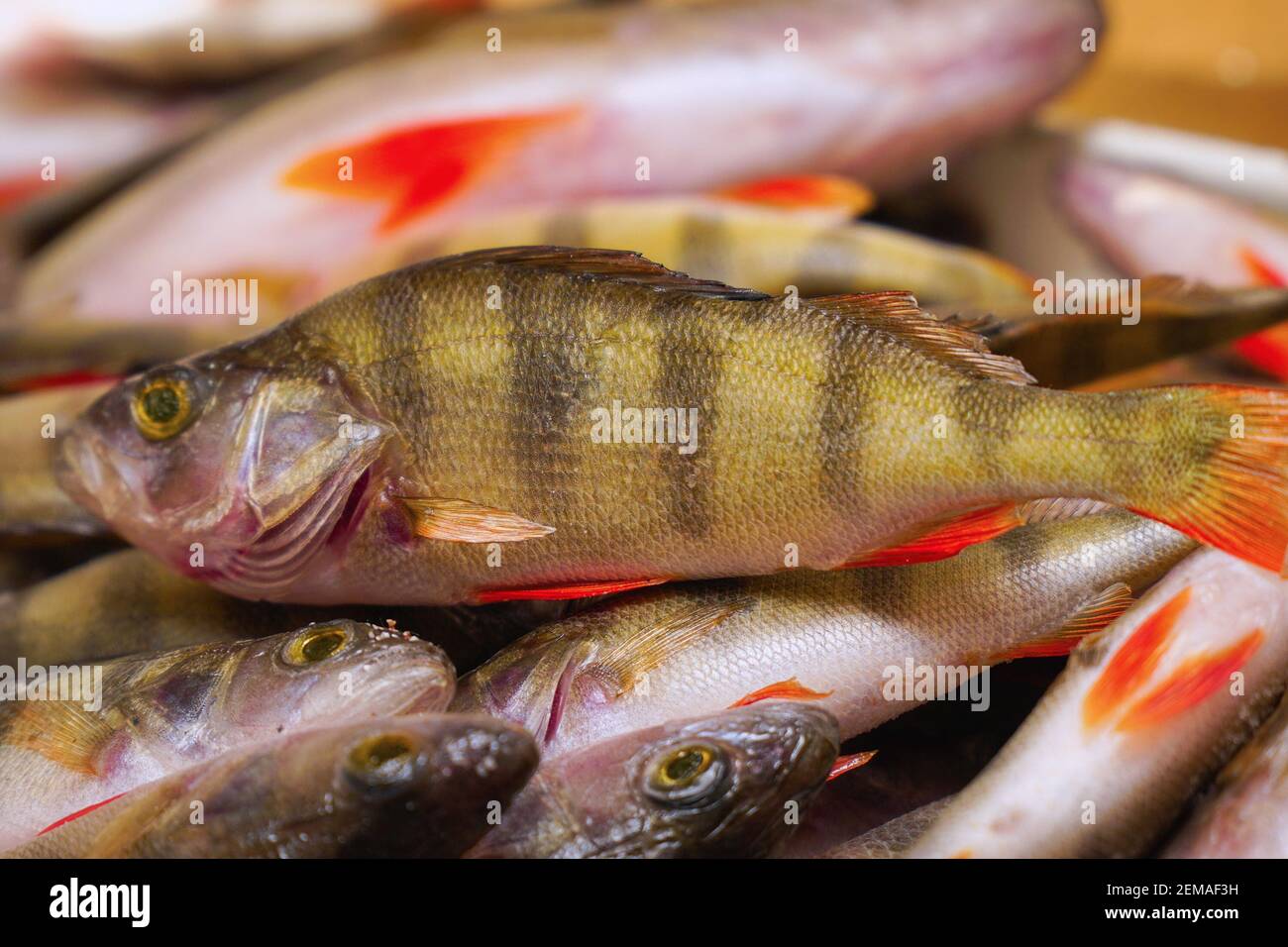 Eurasian river perches hi-res stock photography and images - Alamy