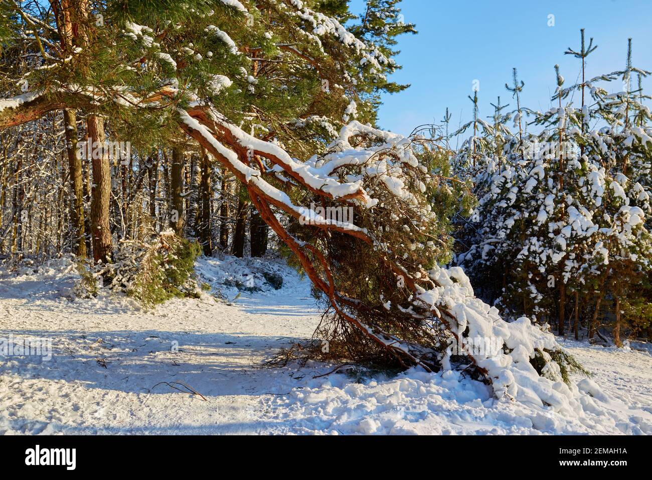 Bent Pine Tree High Resolution Stock Photography and Images - Alamy