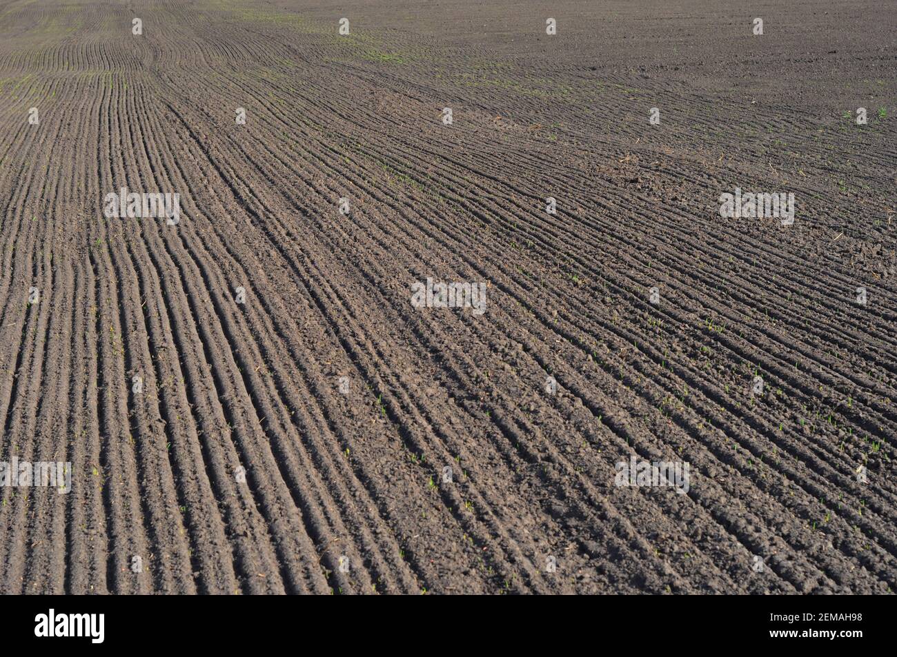 Sowing time: Early and late sowing, spring sown barley, wheat, oats ...