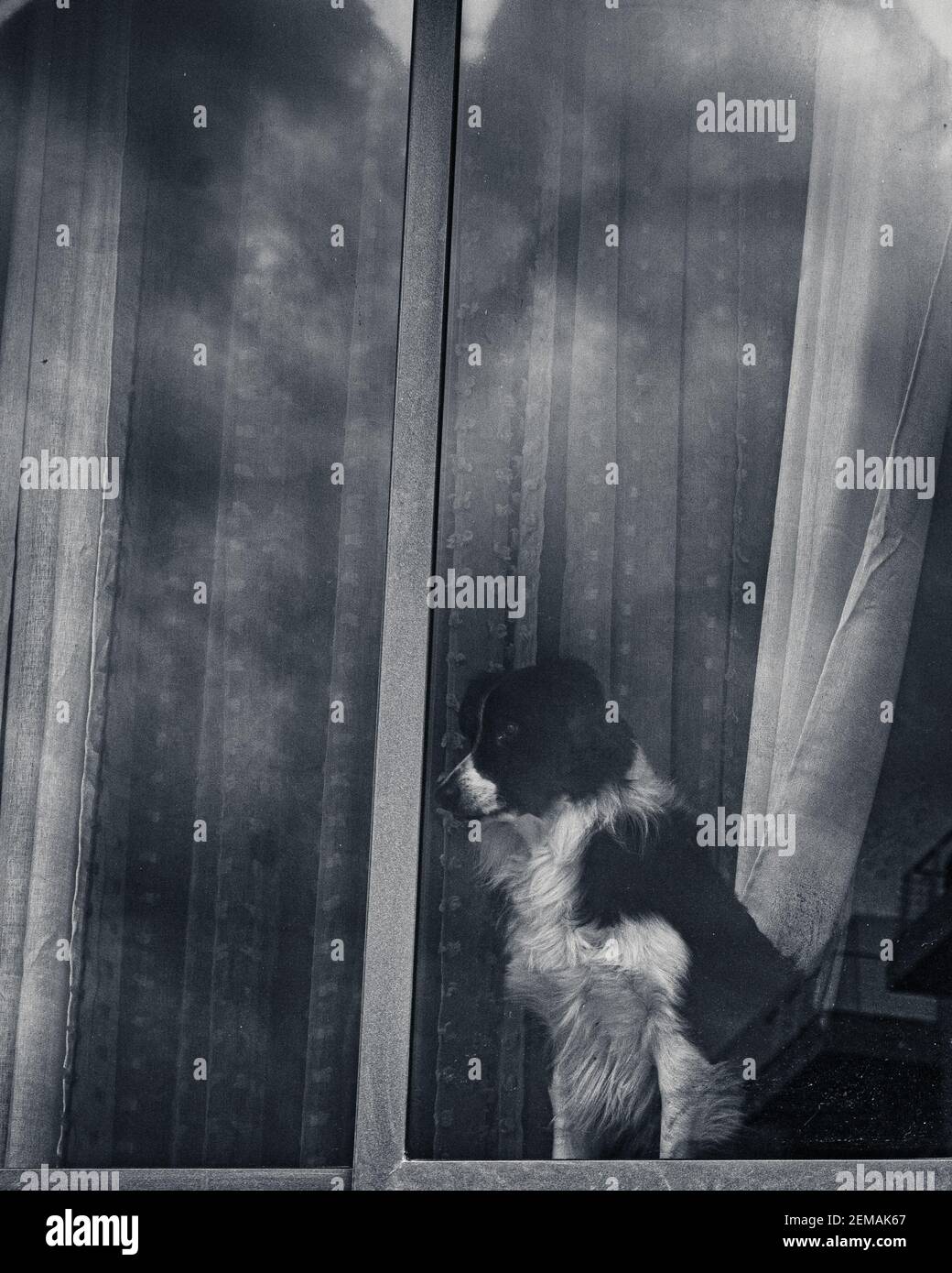 Sad confined dog during covid 19 lockdown Stock Photo - Alamy