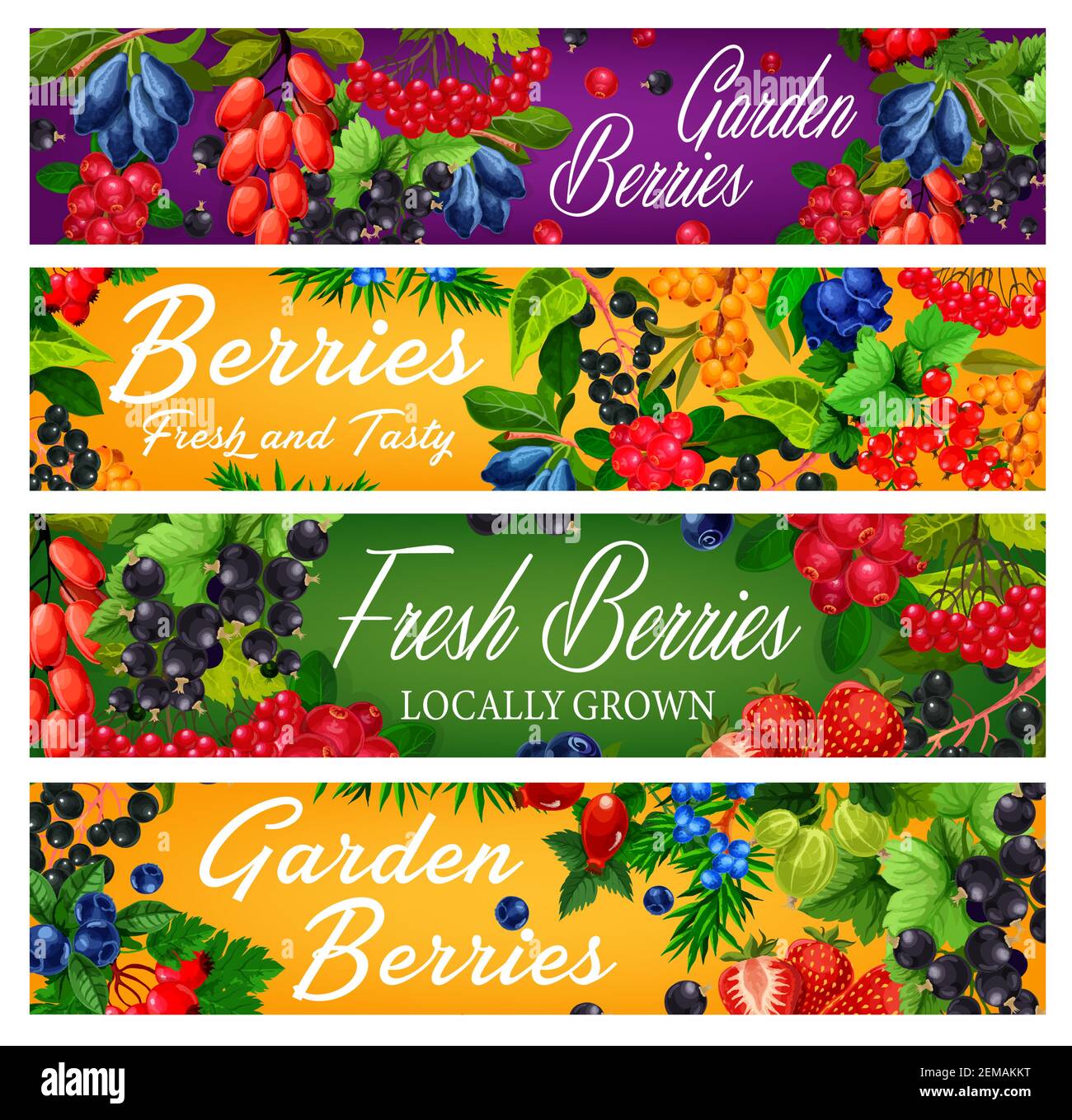 Japanese honeysuckle berries Stock Vector Images - Alamy