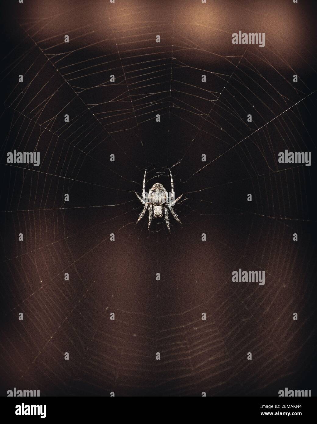 Spider clipart hi-res stock photography and images - Alamy