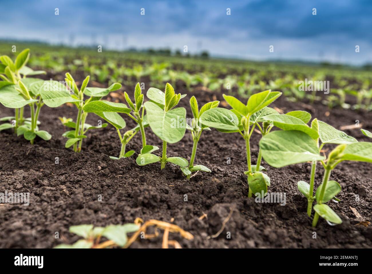 Fresh green soy plants on the field in spring. Rows of young soybean ...