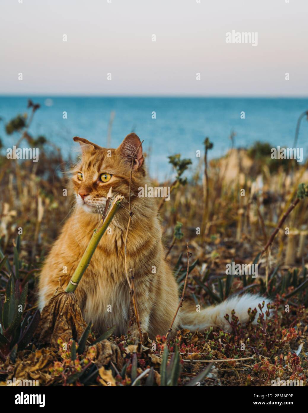 Maltese dog cartoon illustration hi-res stock photography and images ...