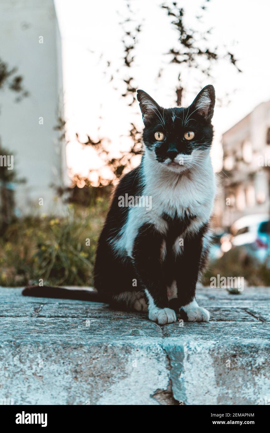 Maltese dog cartoon illustration hi-res stock photography and images ...