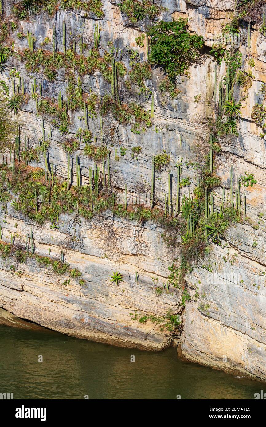 Cactus wall on the cliff in Sumidero Canyon - Chiapas, Mexico Stock ...