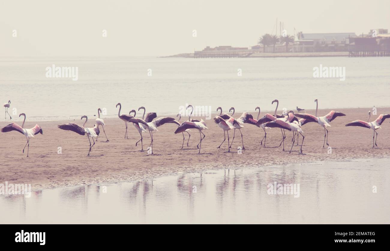 Flamingo in a beautiful mountains lake Stock Photo - Alamy
