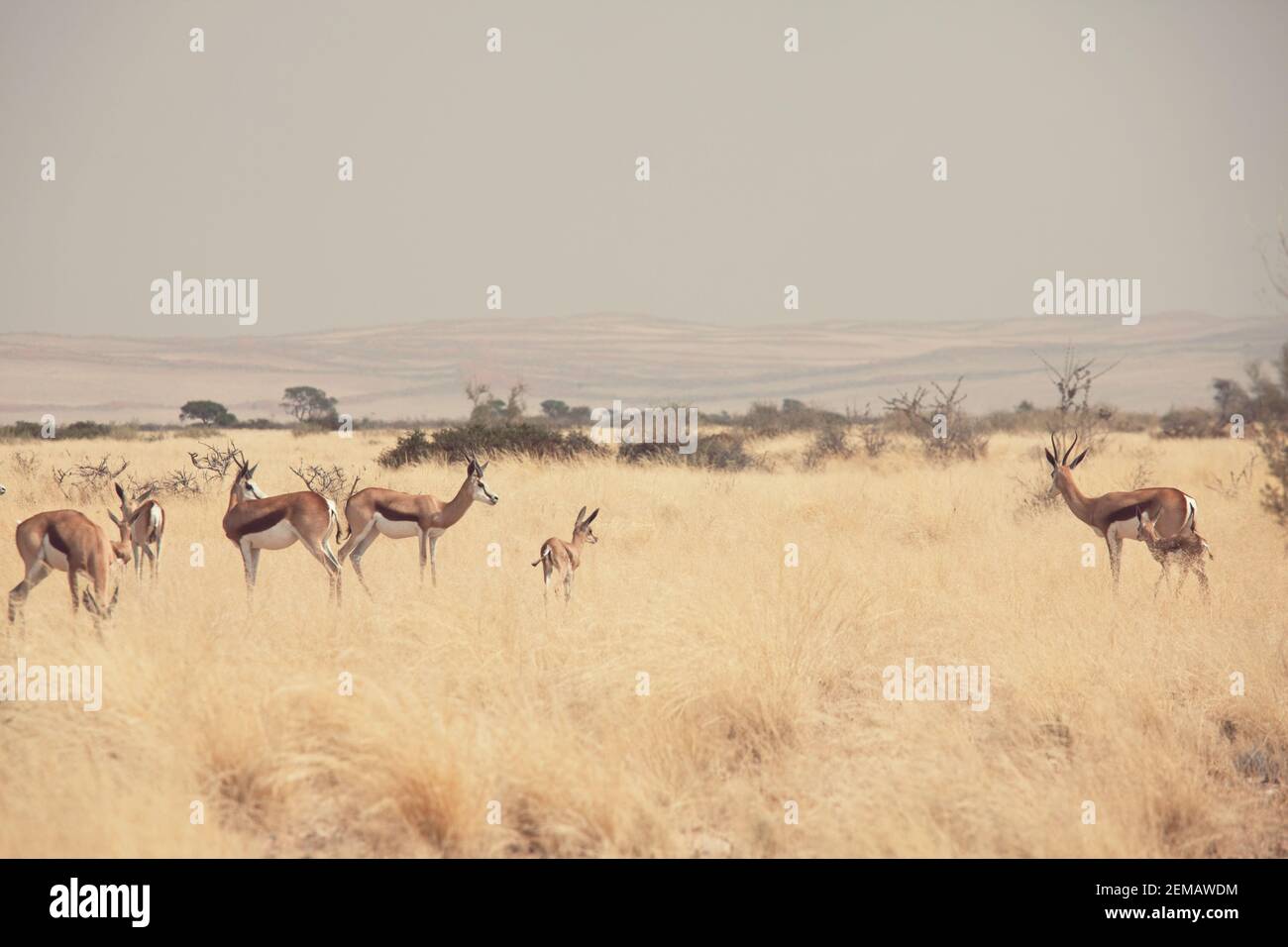 The springbok (Antidorcas marsupialis) in the african bush, Namibia ...