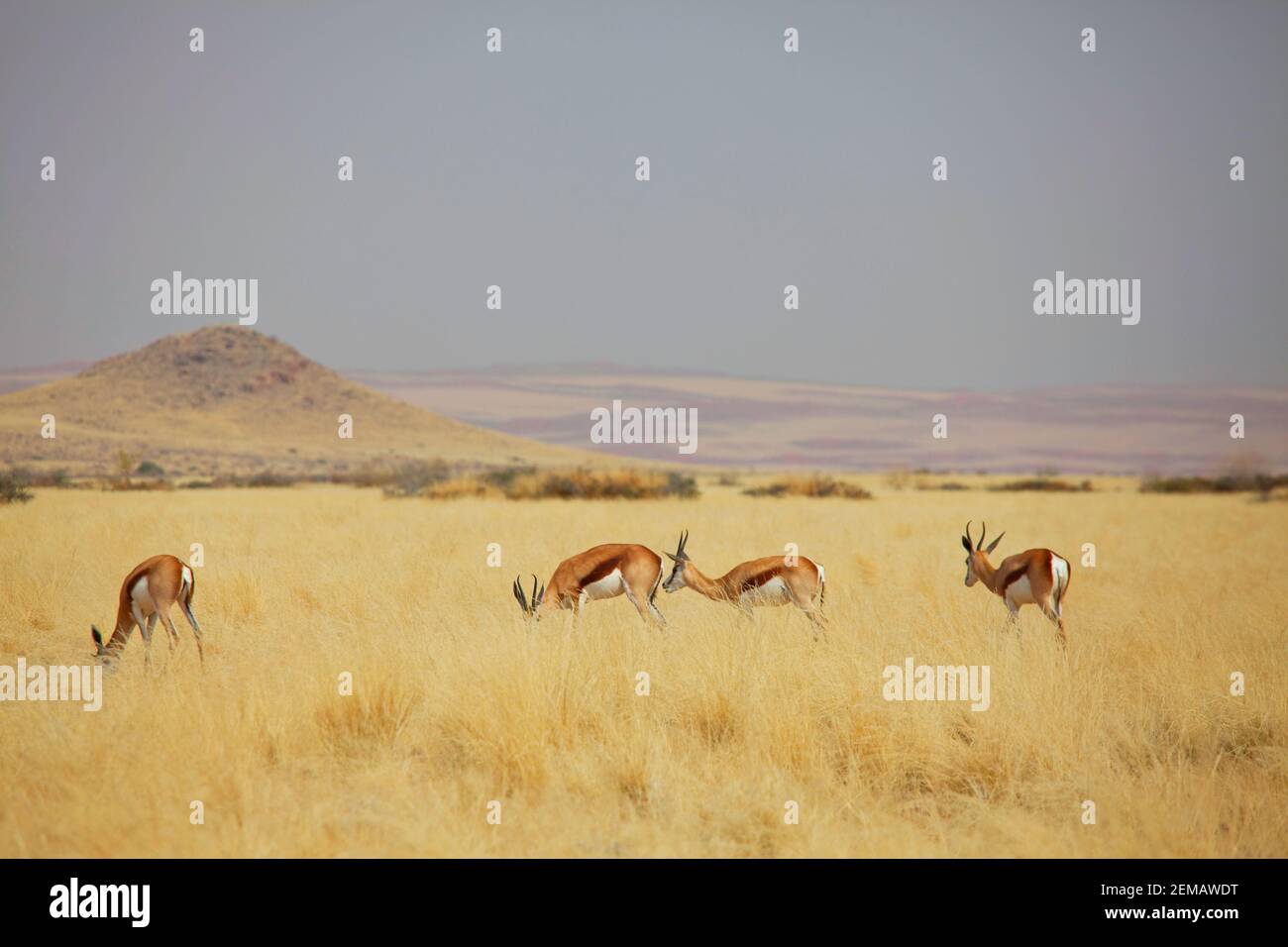 The springbok (Antidorcas marsupialis) in the african bush, Namibia ...