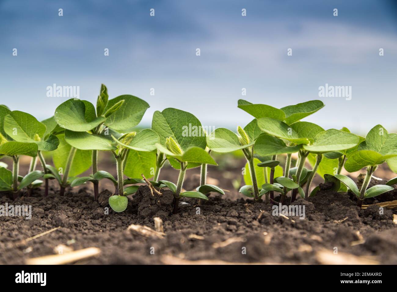 Fresh green soy plants on the field in spring. Rows of young soybean ...