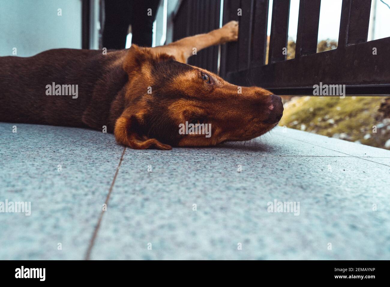 Simba dog hi-res stock photography and images - Alamy