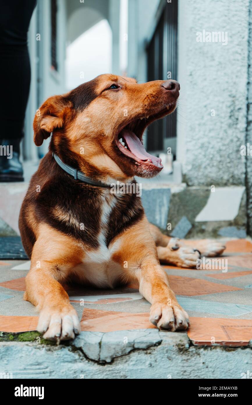 Simba dog hi-res stock photography and images - Alamy