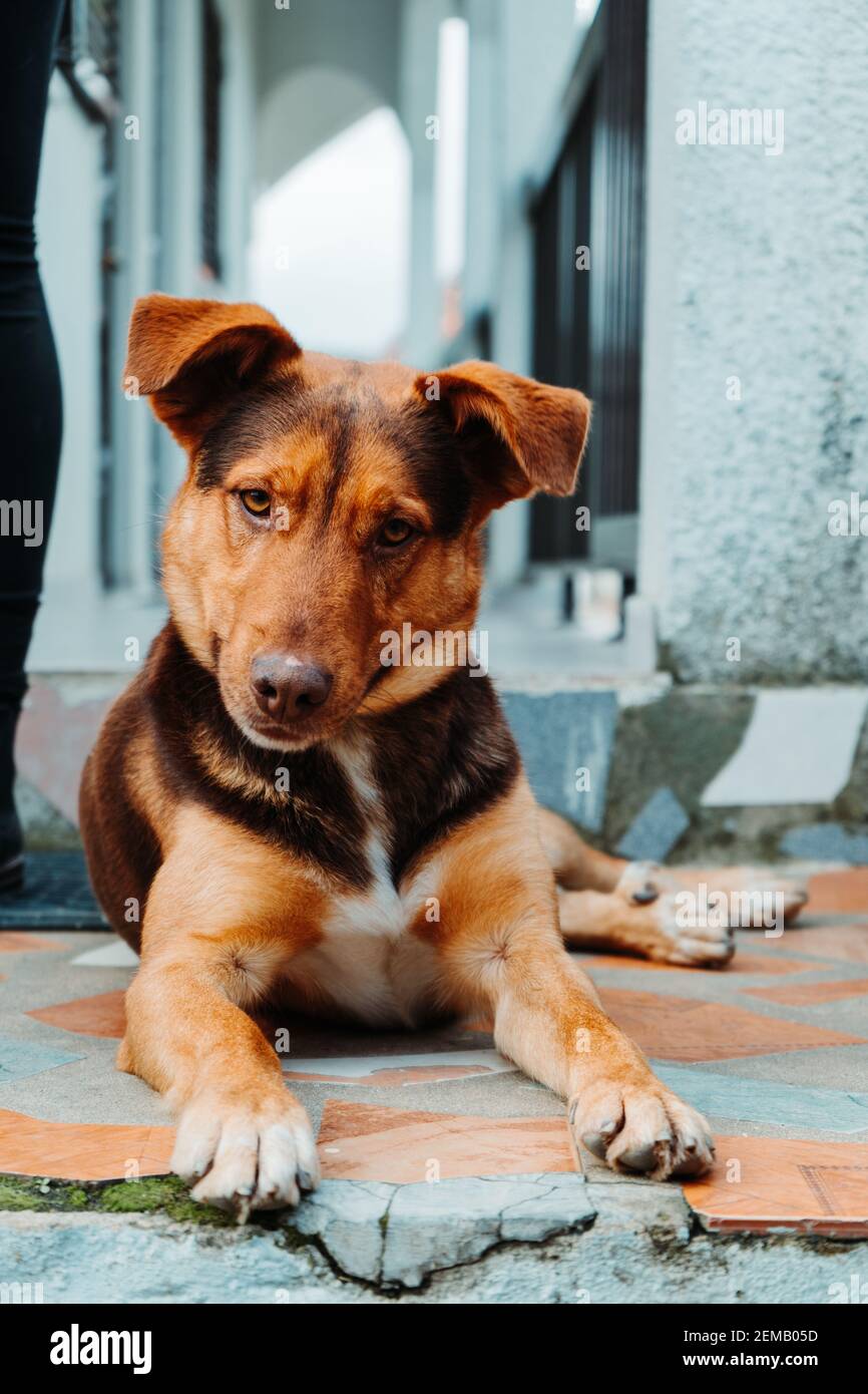 Simba dog hi-res stock photography and images - Alamy