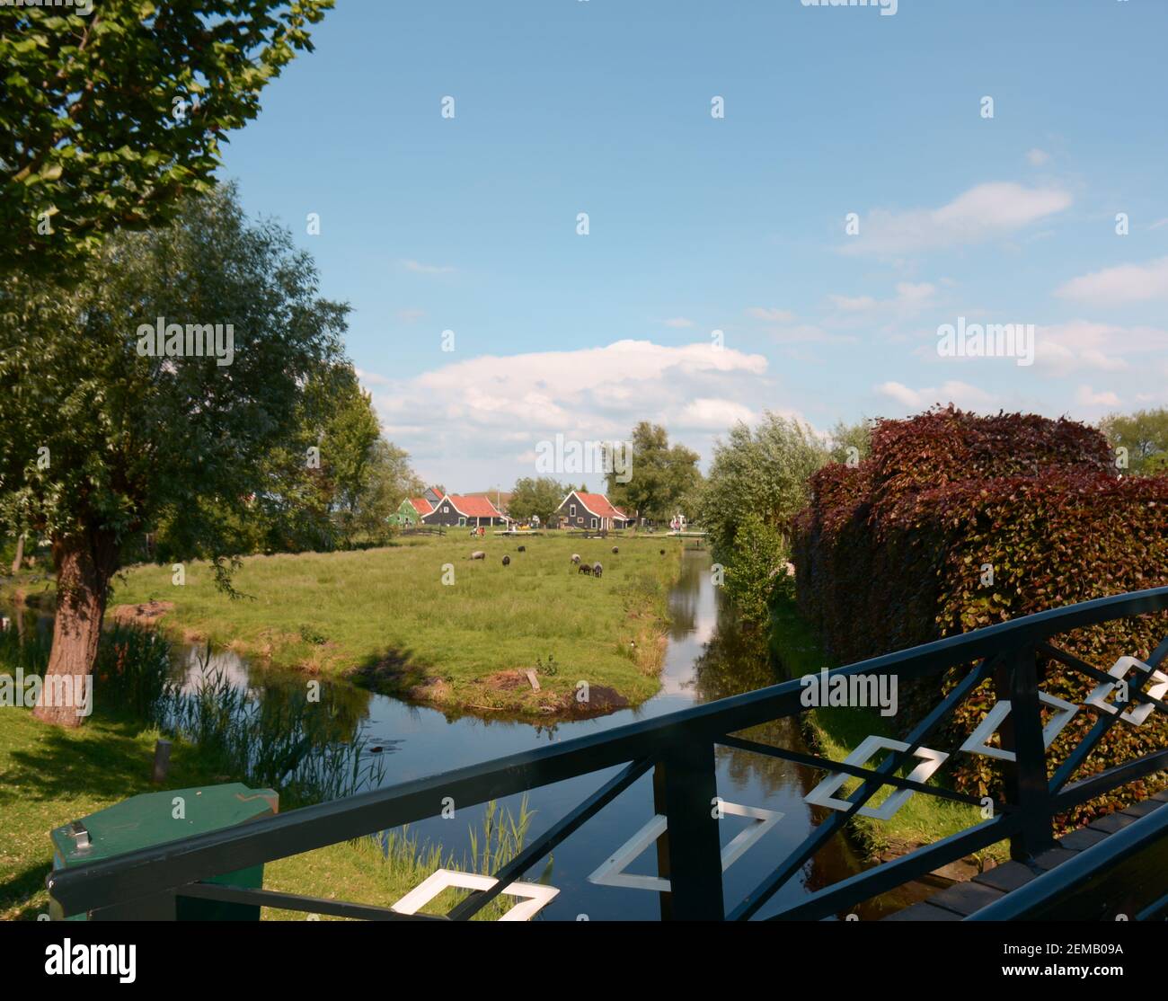 Flock of sheep grazing in the green pastures in the suburbs of ...