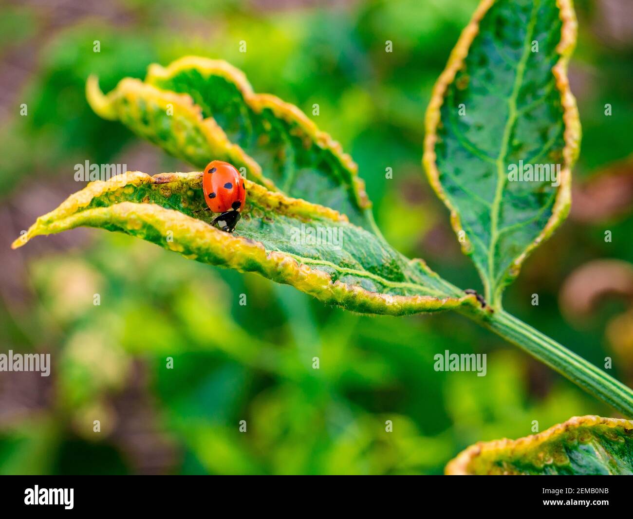 Infected ladybug hi-res stock photography and images - Alamy