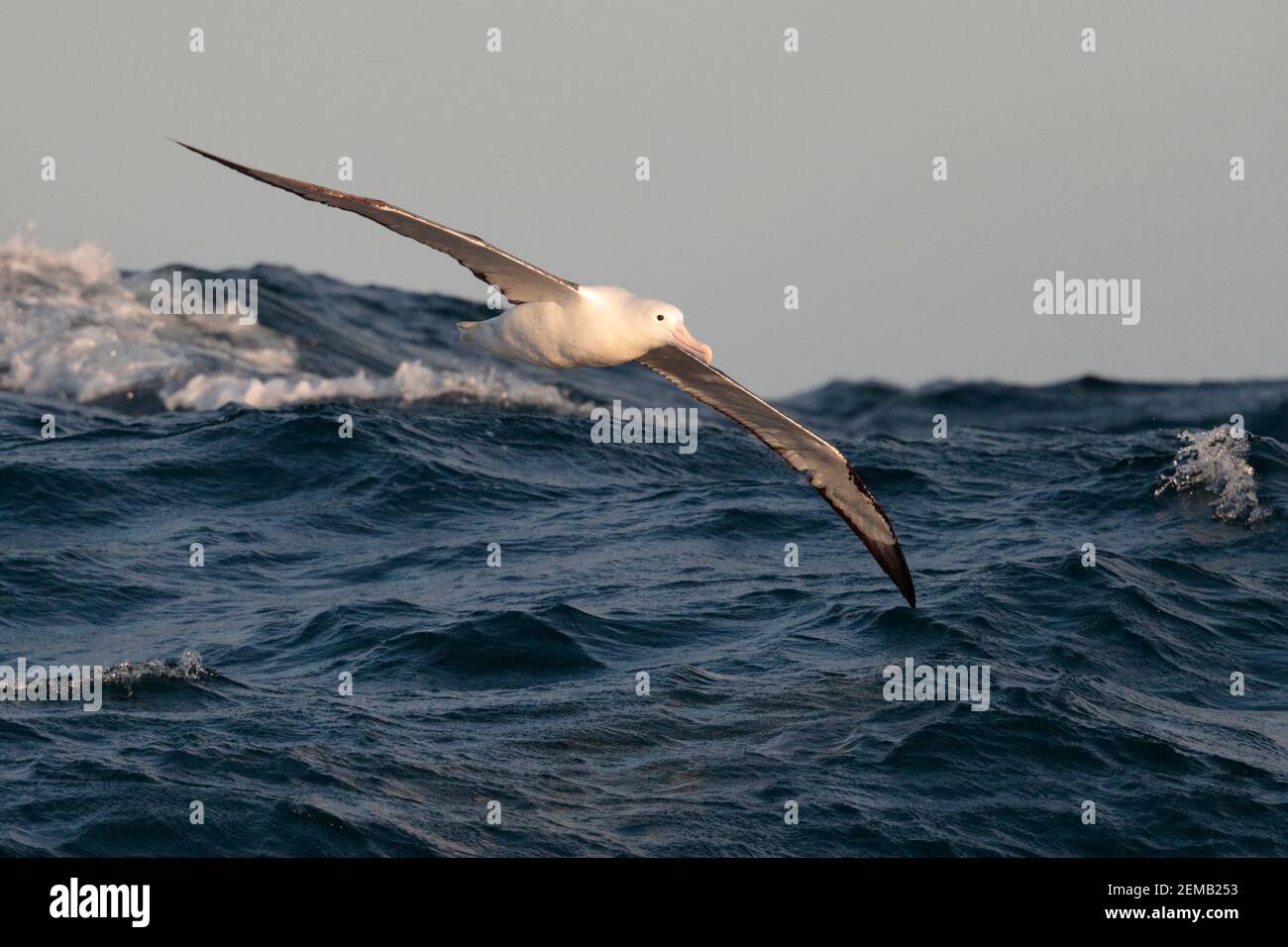 Northern royal albatross hi-res stock photography and images - Alamy