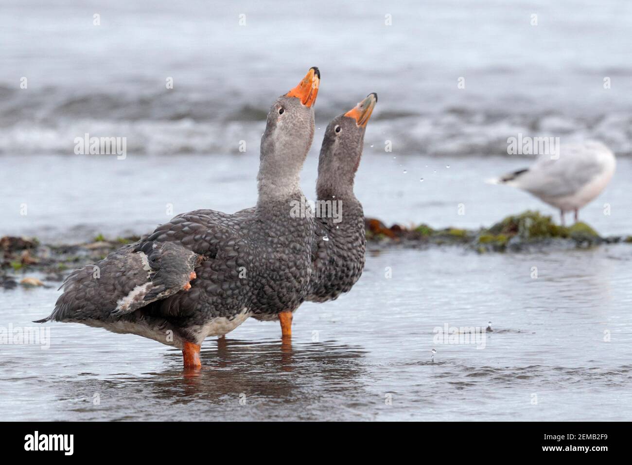 Flightless Steamer-Duck (Tachyeres pteneres), pair standing in shallow ...