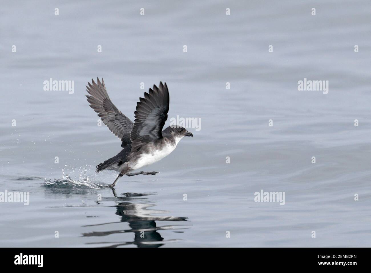 Peruvian Diving-Petrel (Pelecanoides garnoti), side view, taking off at ...