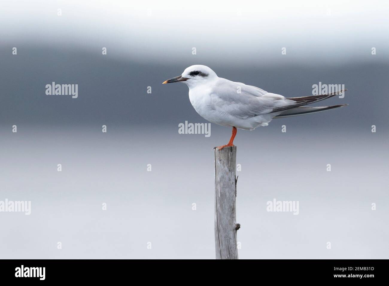 Snowy-crowned Tern (Sterna trudeaui), side view, perched on post ...