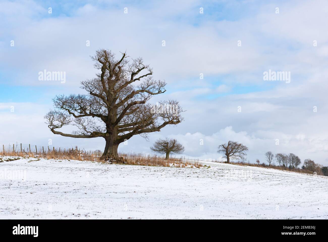 Oak tree in the snow Stock Photo - Alamy