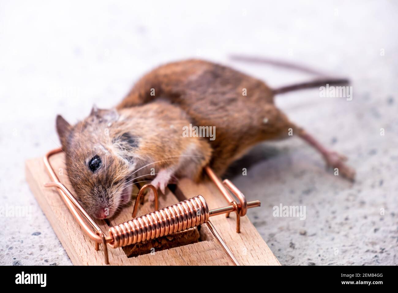 Mouse trap shed hi-res stock photography and images - Alamy