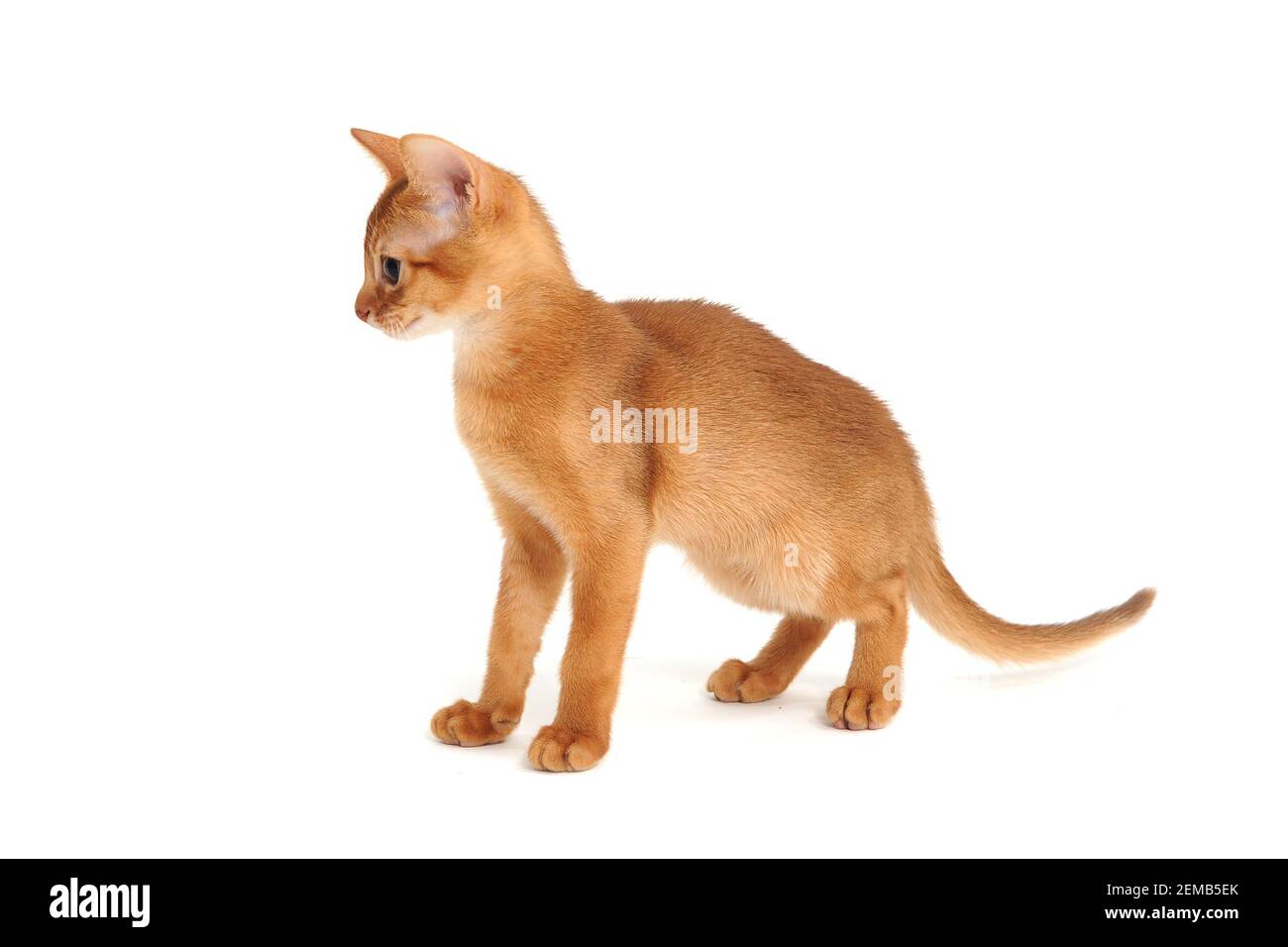 Abyssinian ginger cat crouched on a white background Stock Photo - Alamy