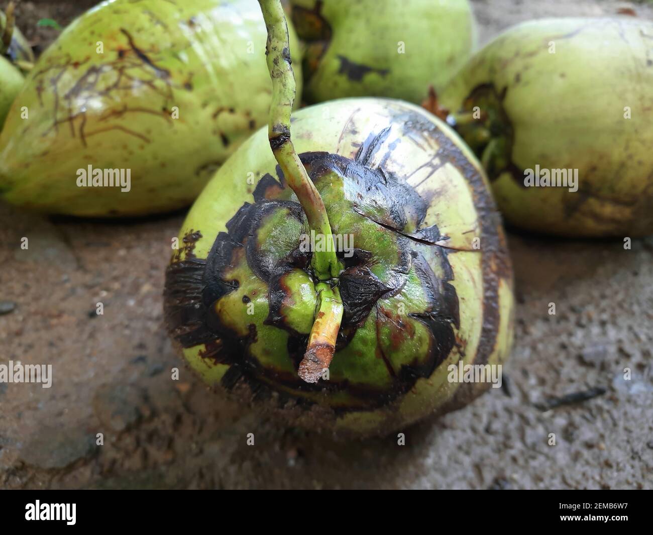 An image of asian coconut on soil surface Stock Photo - Alamy