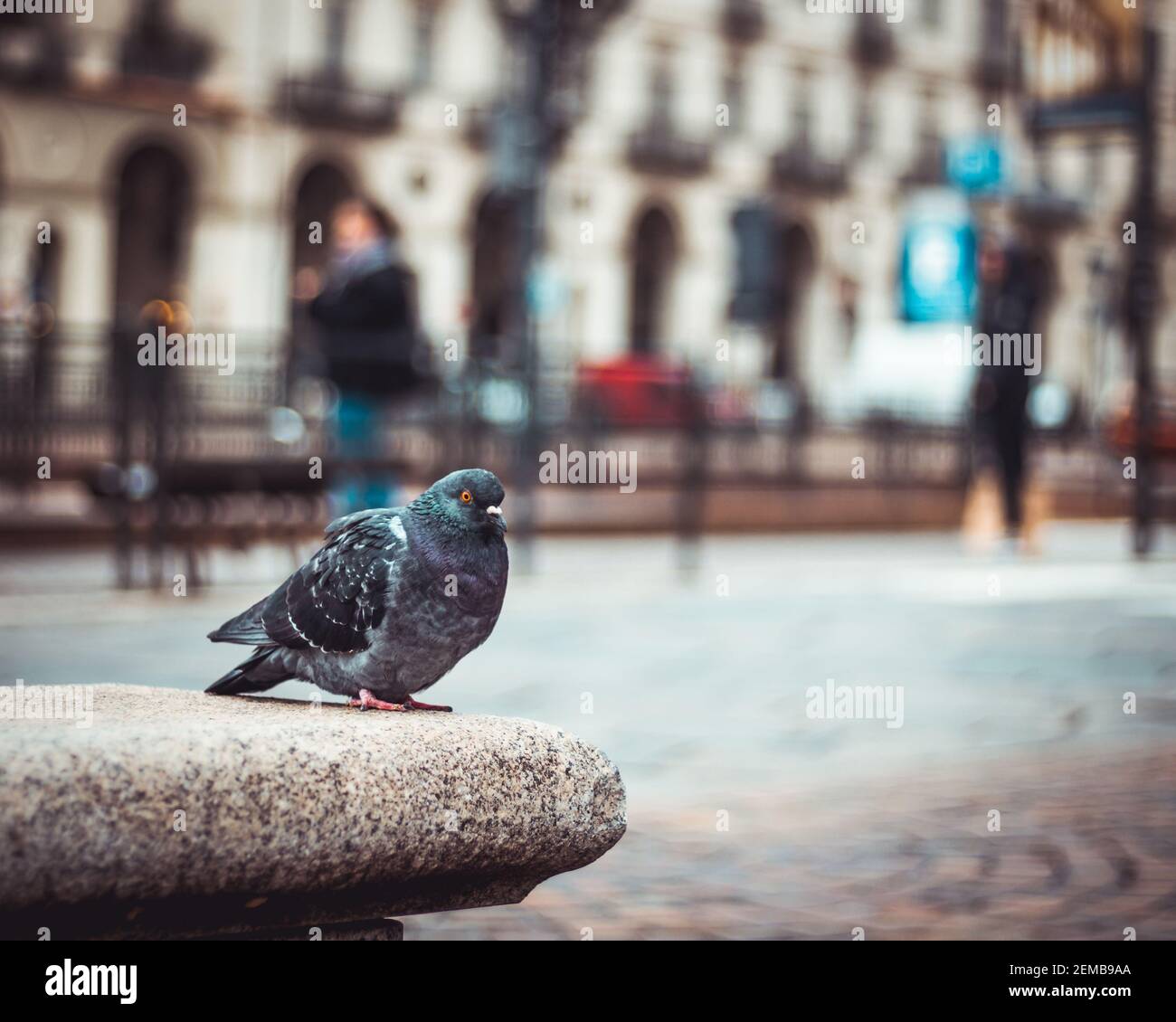 Peace dove vector hi-res stock photography and images - Alamy