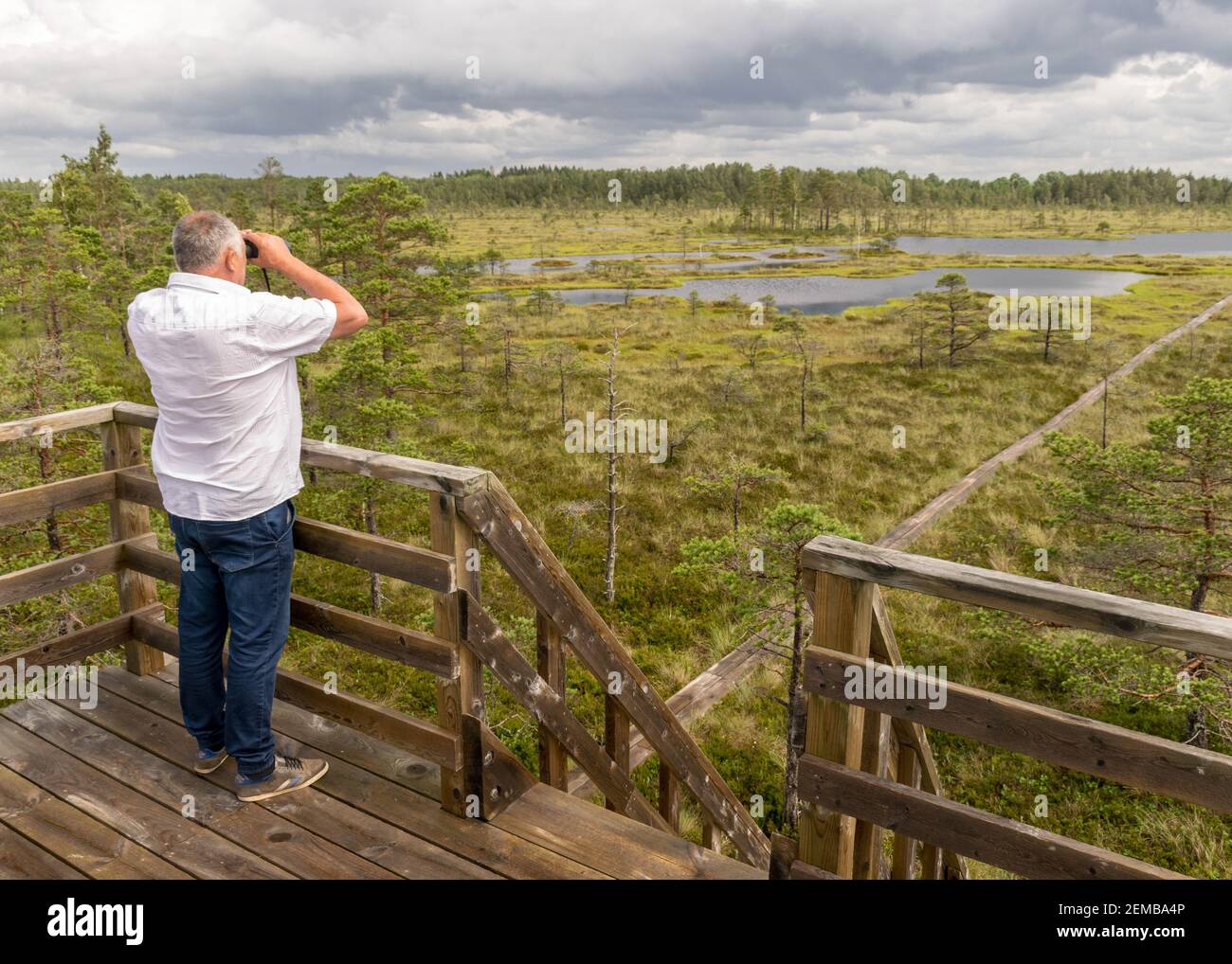 man viewing binoculars from the lookout tower, swamp background, summer ...