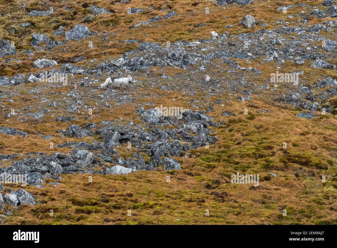 Arctic fox (Alopex lagopus), Varsolbukta, Bellsund bay, Van ...