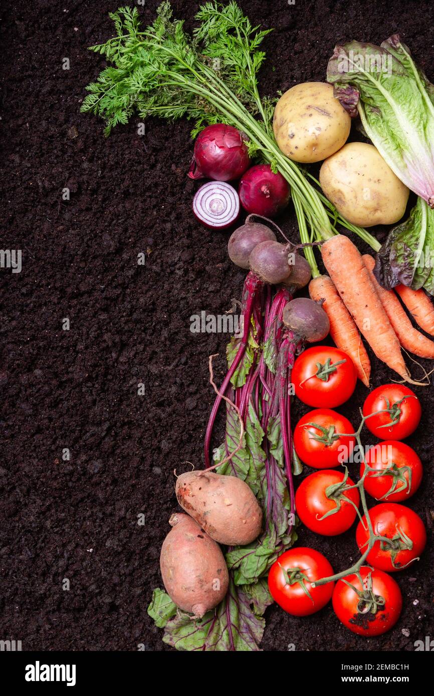 Vegetables on the soil Stock Photo - Alamy