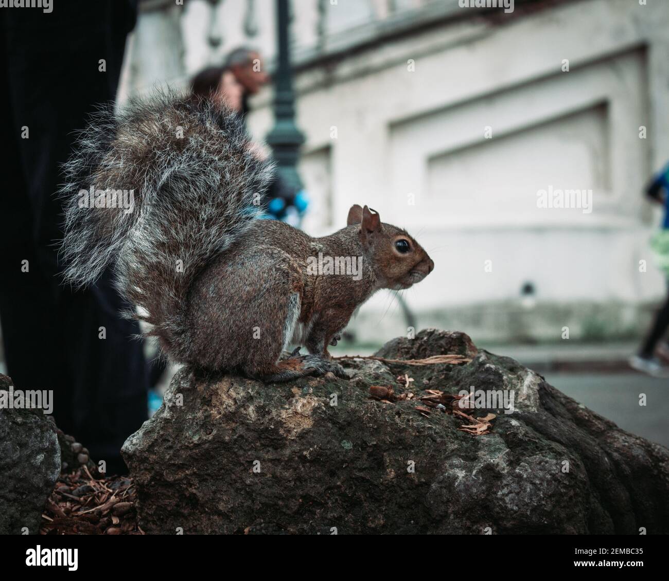 Domestic squirrel hi-res stock photography and images - Alamy