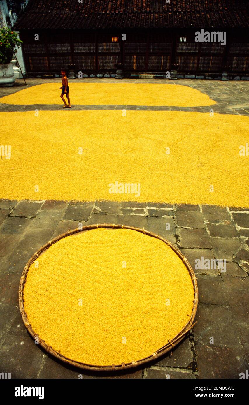 Rice spread out to dry in the sunshine before being stored, a ...