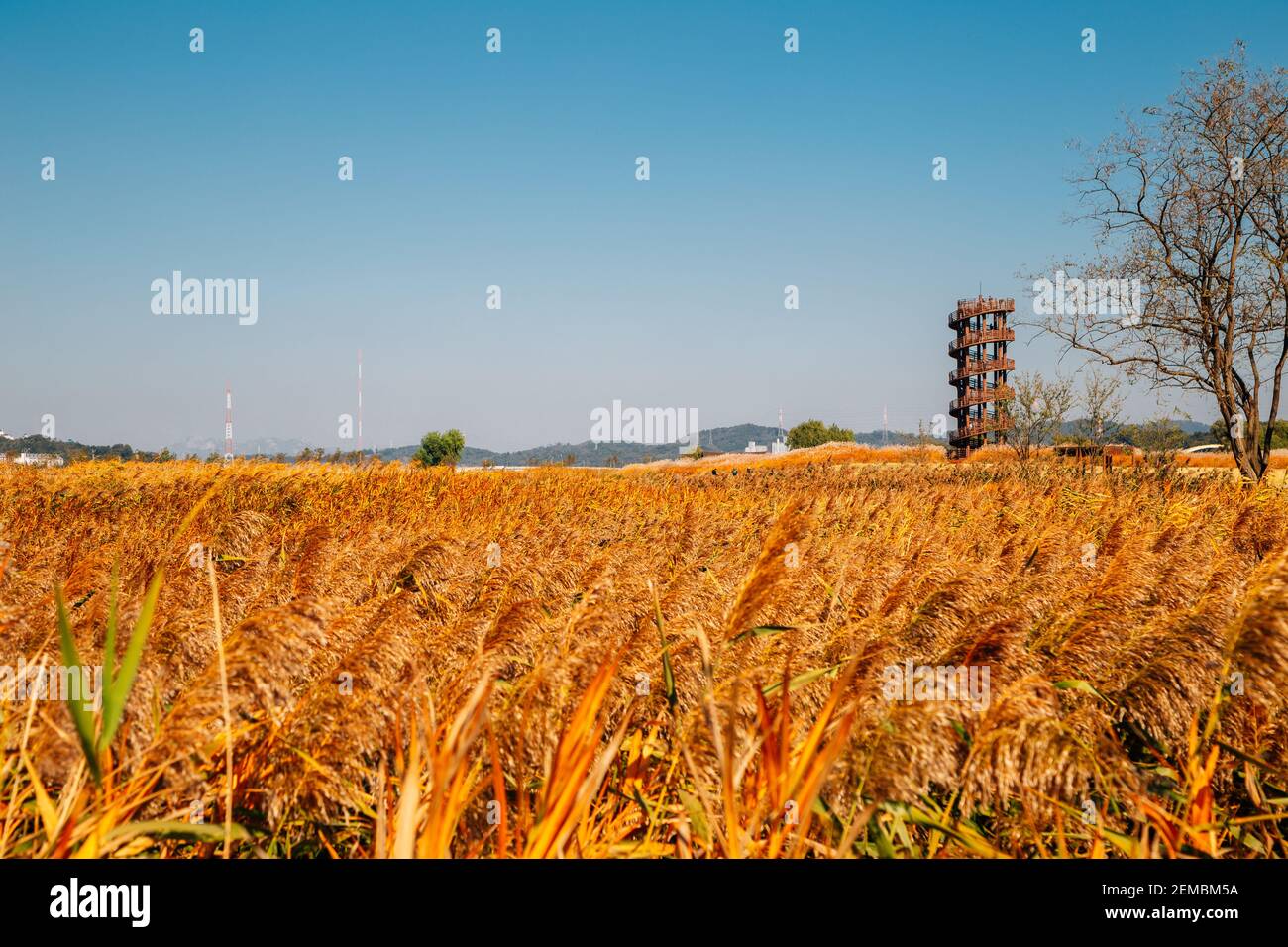 Dry reed field. Autumn of Gaetgol Eco Park in Siheung, Korea Stock ...