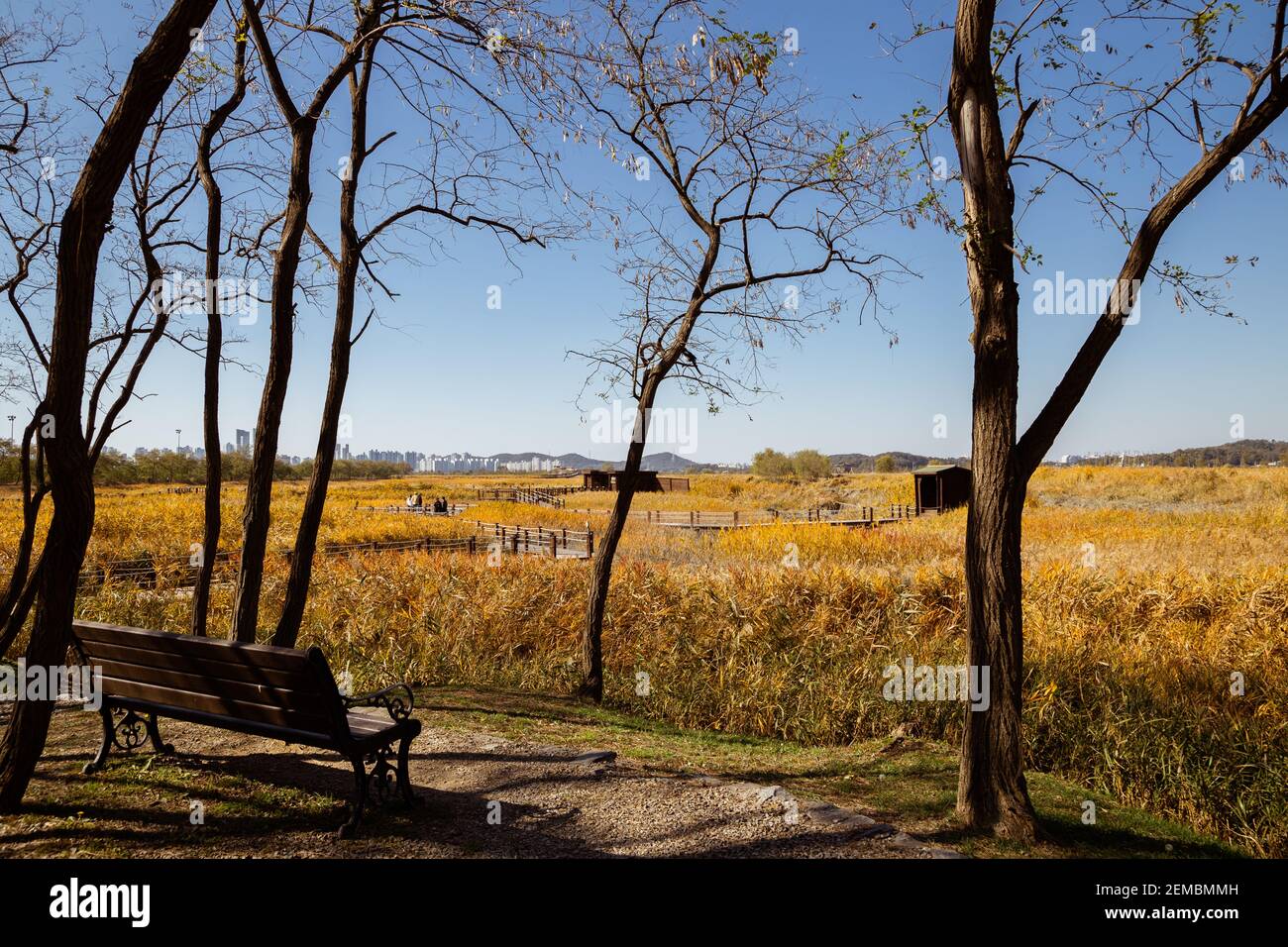 Dry reed field. Autumn of Gaetgol Eco Park in Siheung, Korea Stock ...