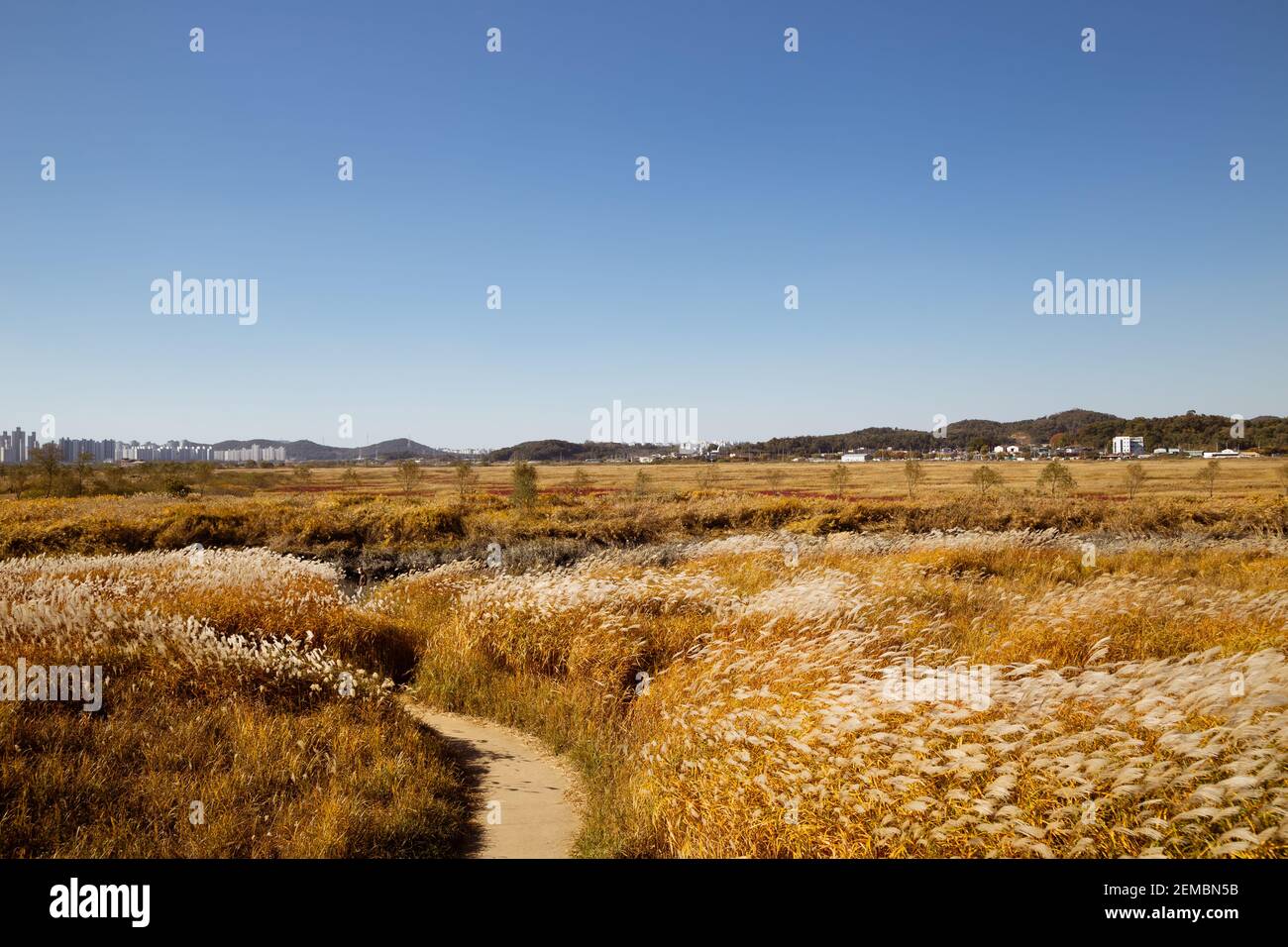 Panoramic view of dry reed field. Autumn of Gaetgol Eco Park in Siheung ...