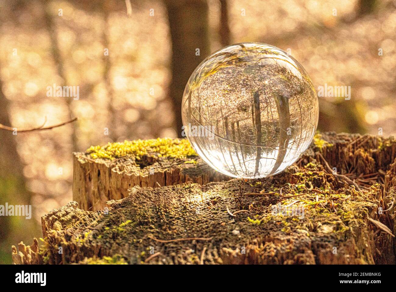 Glass ball / lens ball in the forest on a stump in the sunlight with ...