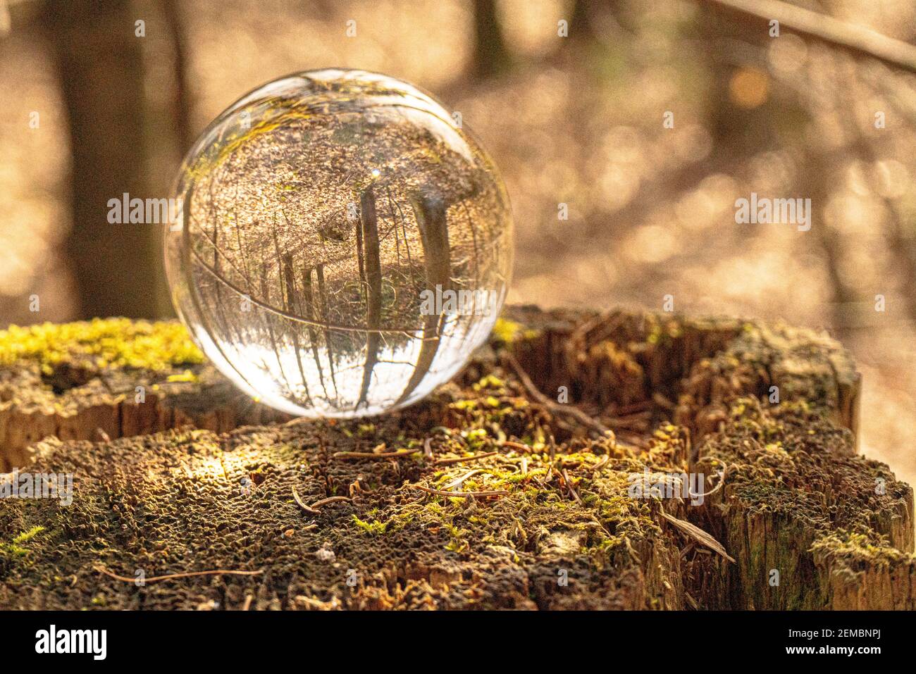 Glass ball / lens ball in the forest on a stump in the sunlight with ...