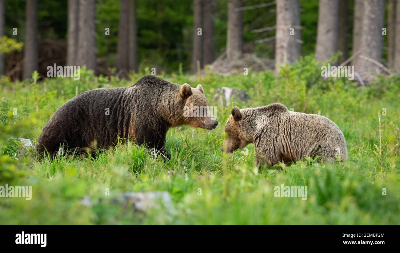 Pair of brown bear in mating season standing on a glade in summer ...