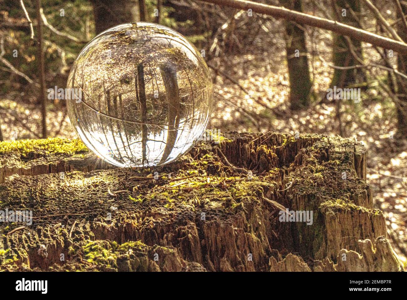 Glass ball / lens ball in the forest on a stump in the sunlight with ...
