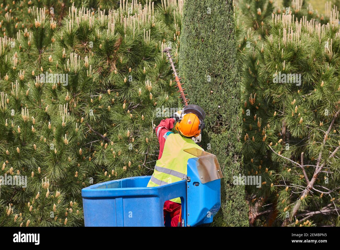 Gardener pruning a cypress on a crane. Seasonal trees maintenance Stock ...